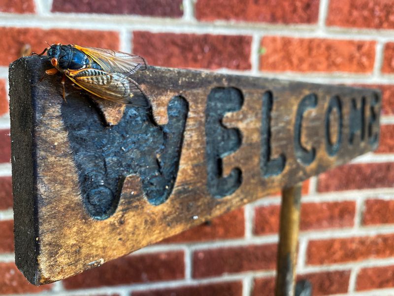 Explainer-When the double brood of cicadas will come out – and what to ...