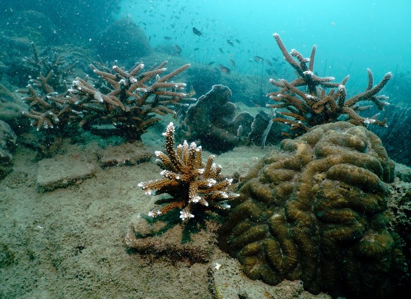 Thai scientists breed coral in labs to restore degraded reefs | Salem ...