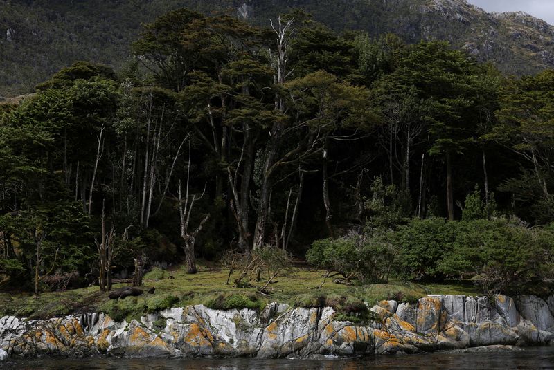Chile moves to create national park at the edge of the world to protect ...